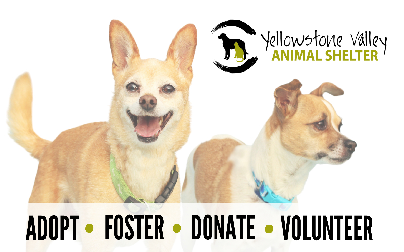 Billings Gazette - Yellowstone Valley Animal Shelter Donation